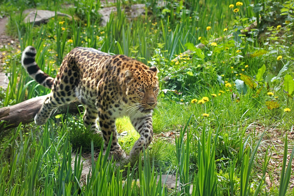 Panthere de l'amour - Crédit Photo : ©Zoo des Sables - S.Silhol ...